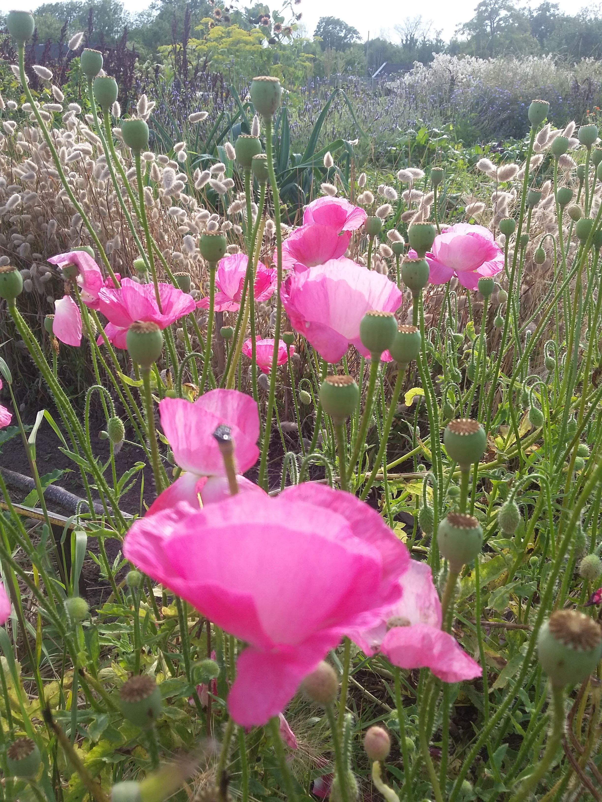 Vimplar | Bildoformsidan